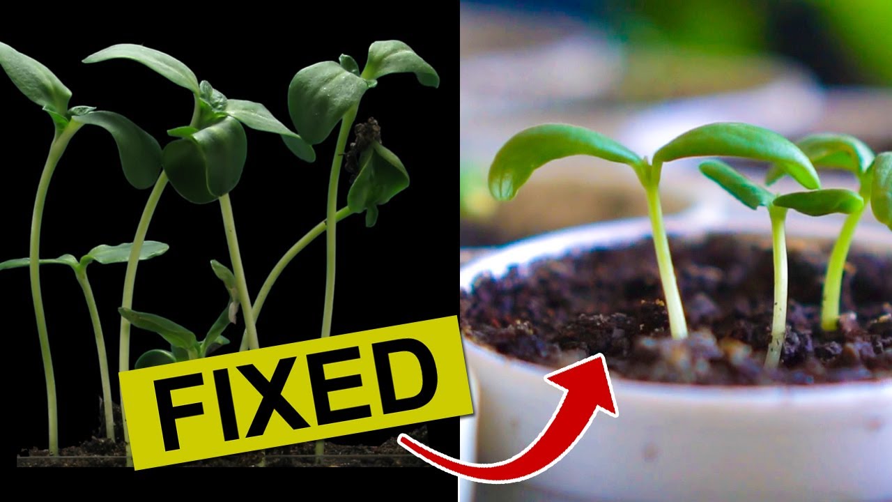 How to Fix Leggy Seedlings Without Grow Lights - YouTube
