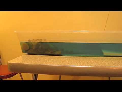 Tsunami Demo - YouTube