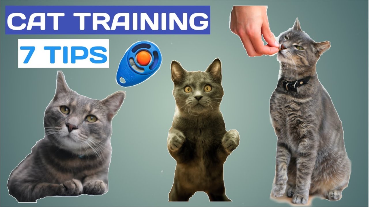 How To TRAIN A CAT Top 7 Tips And Recommendations YouTube how-to-train-a-cat-top-7-tips-and-recommendations-youtube