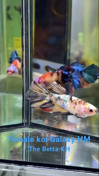 Female koi Galaxy HM (The Betta KH) - YouTube