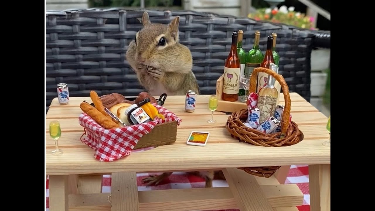 Chipmunks Enjoy A Mini Picnic - YouTube