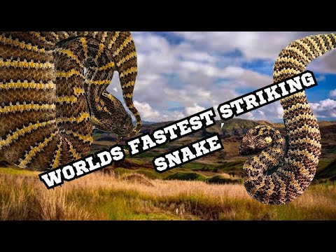 FEEDING THE WORLDS FASTEST STRIKING SNAKES!!!#DEATHADDER #ADDER # ...
