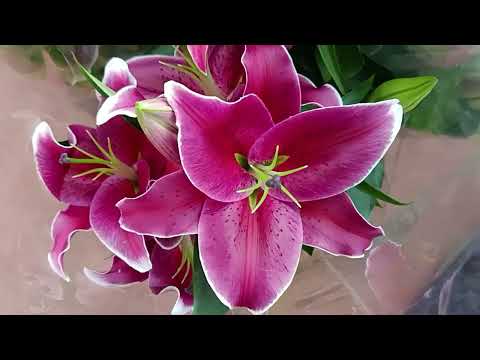 ÇİÇEK SERASI GEZELİM ☘️🍁☘️🍁☘️🍁☘️