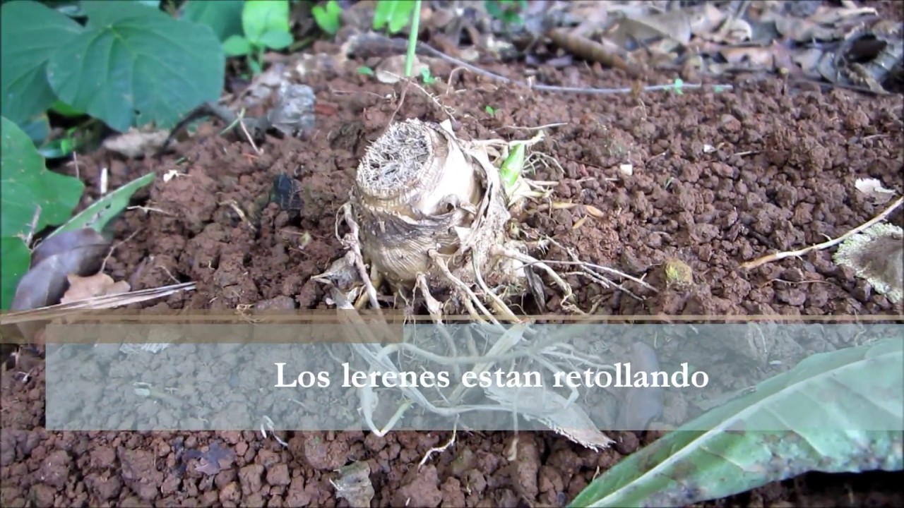 Los lerenes estan retollando - YouTube