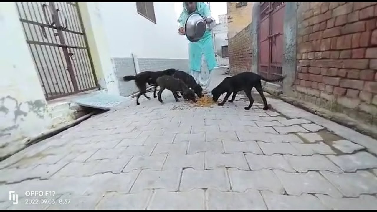 Hungry Black dog eating sweet rice//There is cute Daras feeding rice to ...