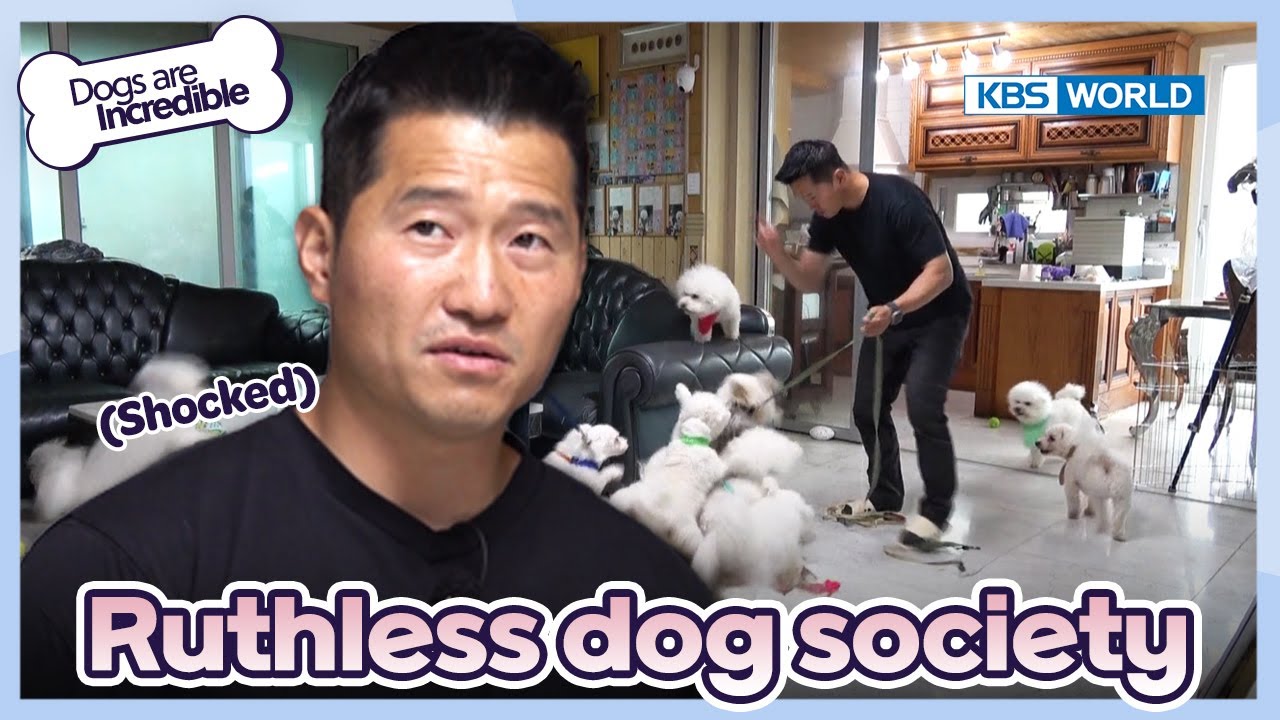 Dogs suddenly gang up and attack..😱 [Dogs are incredible : EP.176-3 ...