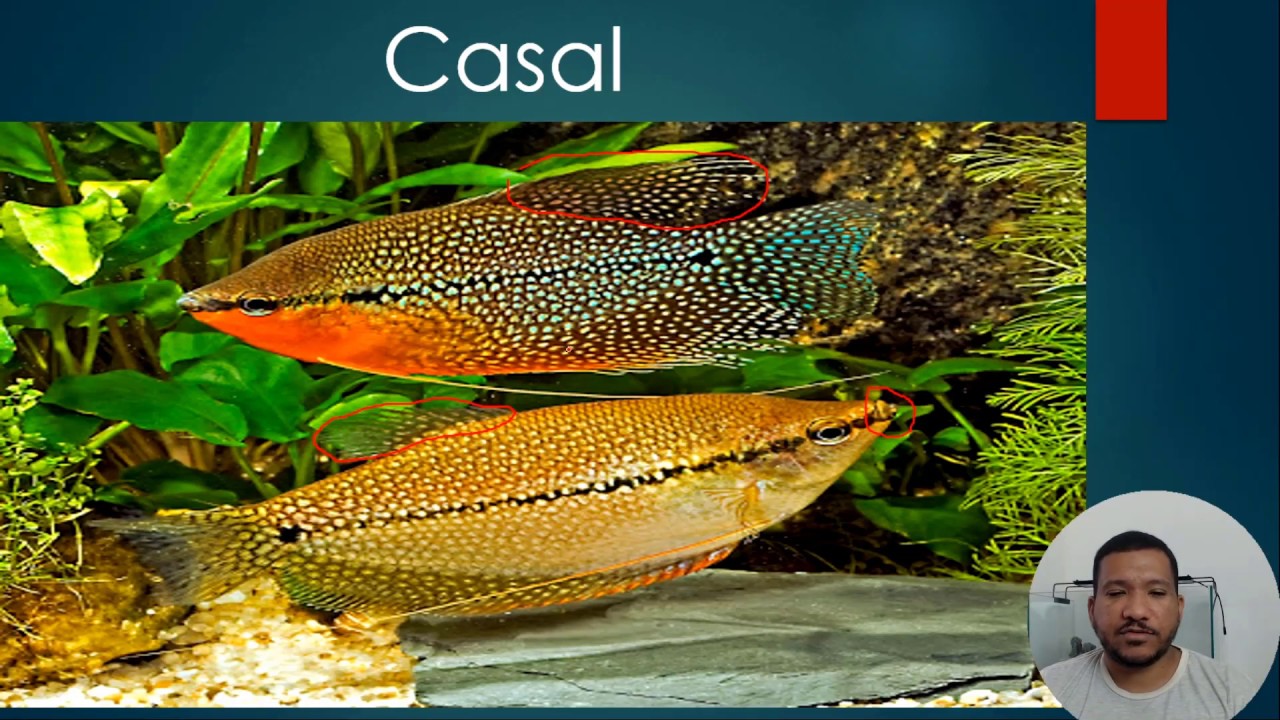 Tricogaster o que você precisa saber ! - YouTube