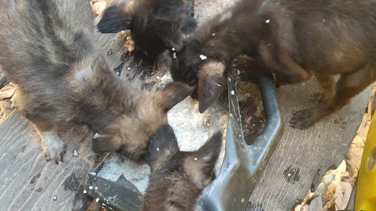 Baby wolves eat together - YouTube