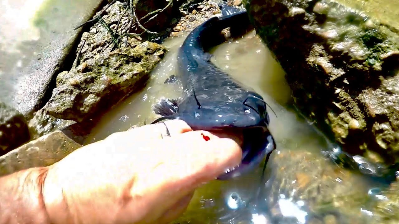 Catfish draws BLOOD | Worlds Smallest Pond FULL of ANGRY Gar!! - YouTube