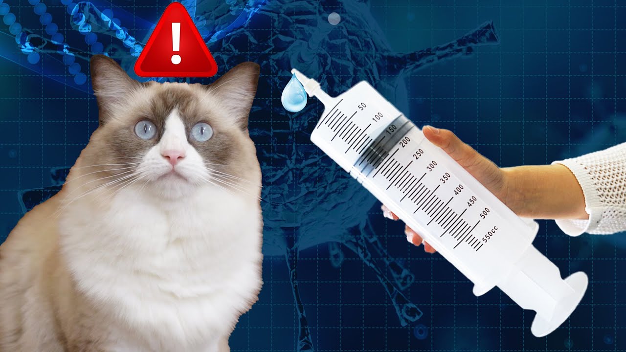 Funny Cat Idiots 😭Cats VS Super Large Syringe🤣Amazing Reaction - YouTube