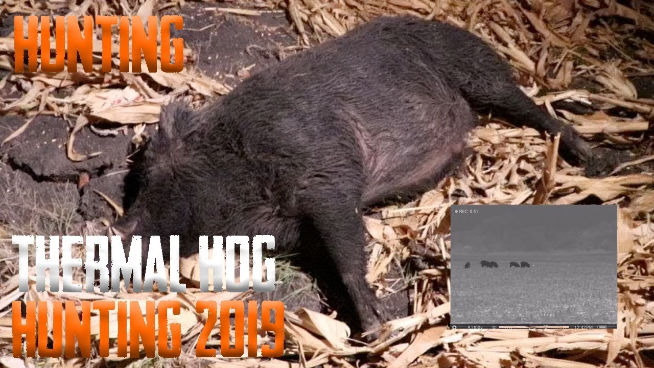 Thermal HOG hunting 2019 The corn is cut!! (KEEPING FARMERS HAPPY ...
