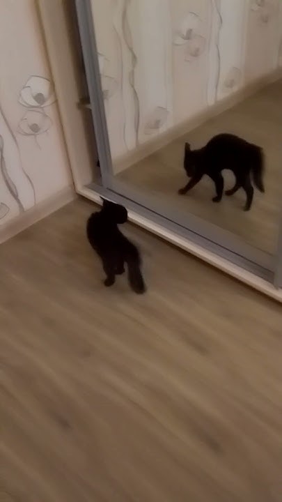 муска с муской 😂 - YouTube