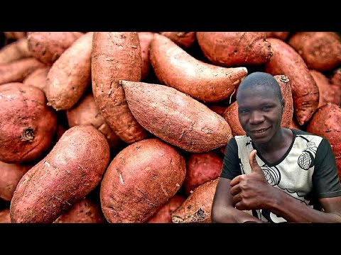 Let's prepare set potatoes for cooking - YouTube