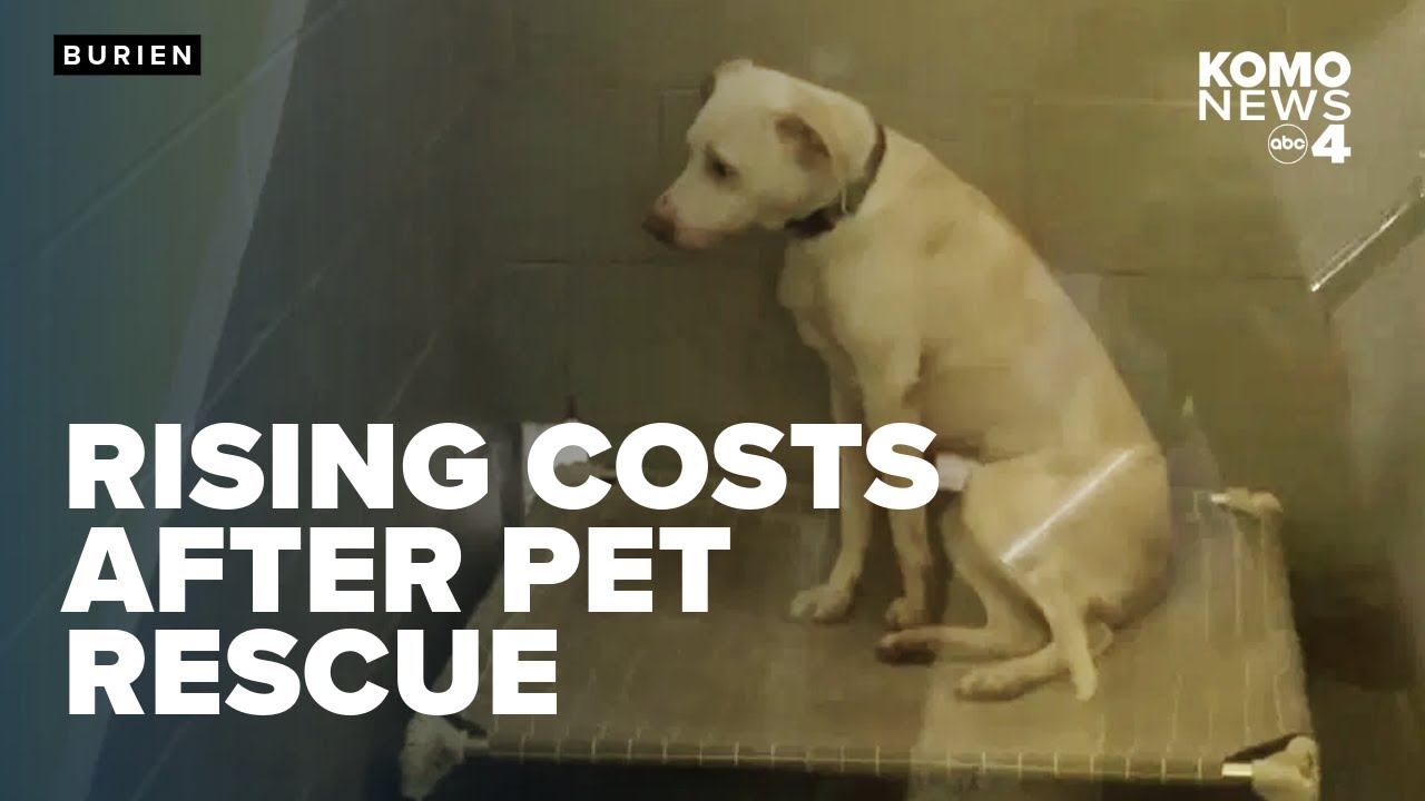 Burien shelter overwhelmed in pet care costs after recent rescue of 18 ...