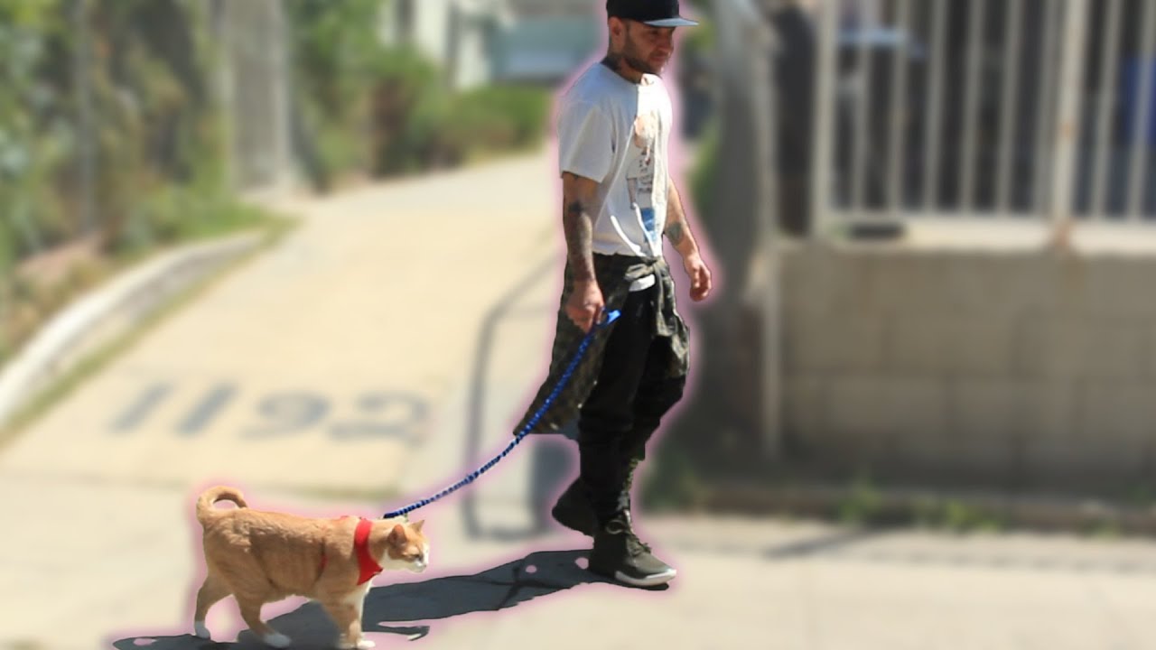 DESAFIO: Pessoas tentam levar seus gatos para passear - YouTube
