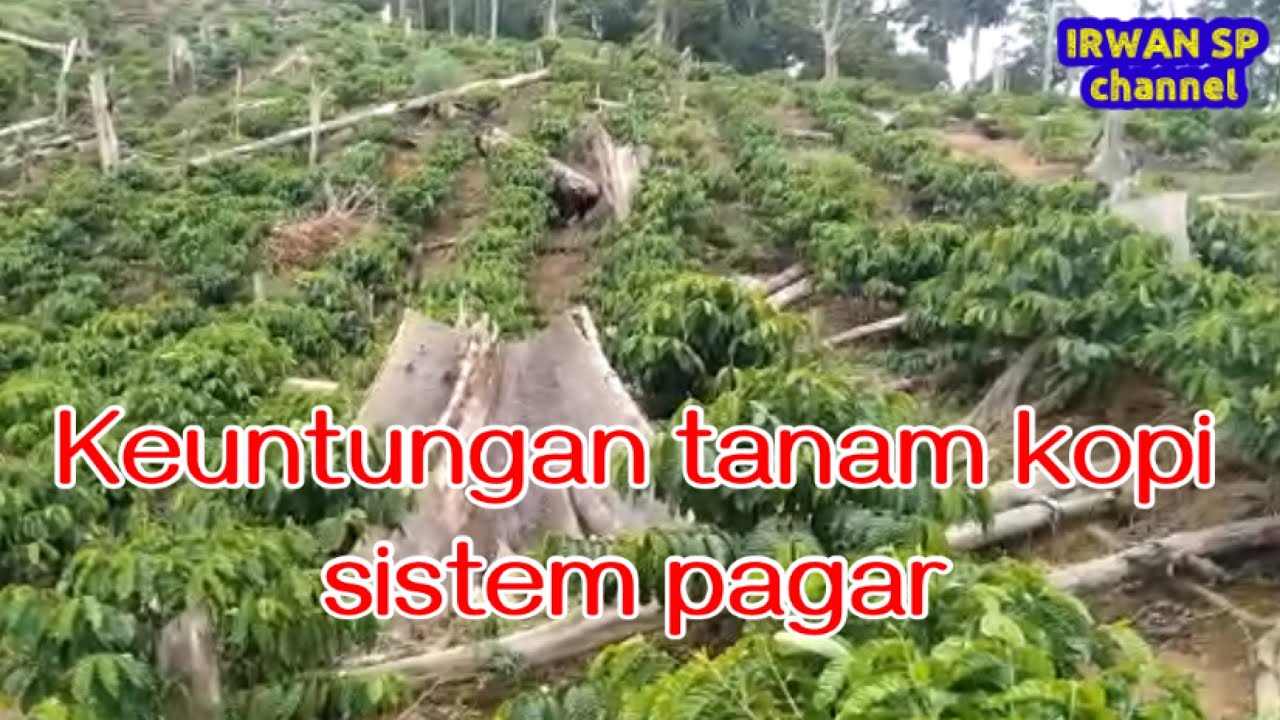 Keuntungan Tanam Kopi Sistem Pagar - YouTube