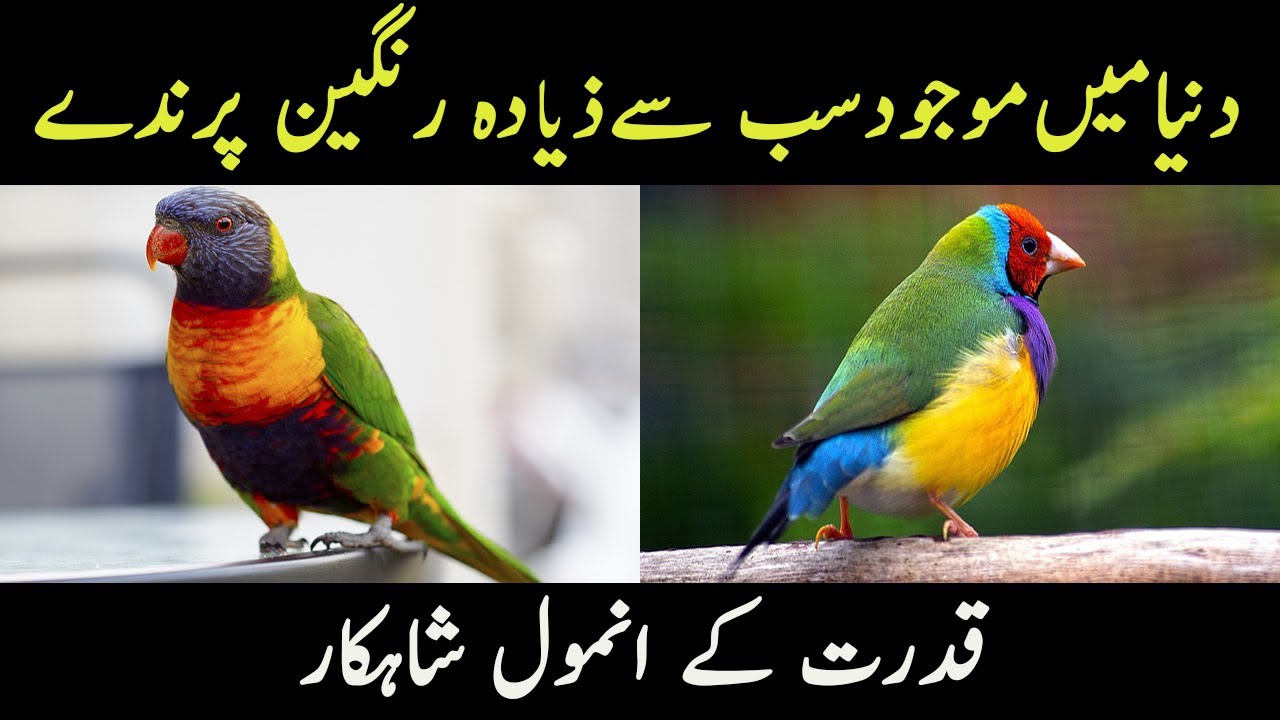 10 Most Colorful Birds In World || Urdu | Hindi. - YouTube