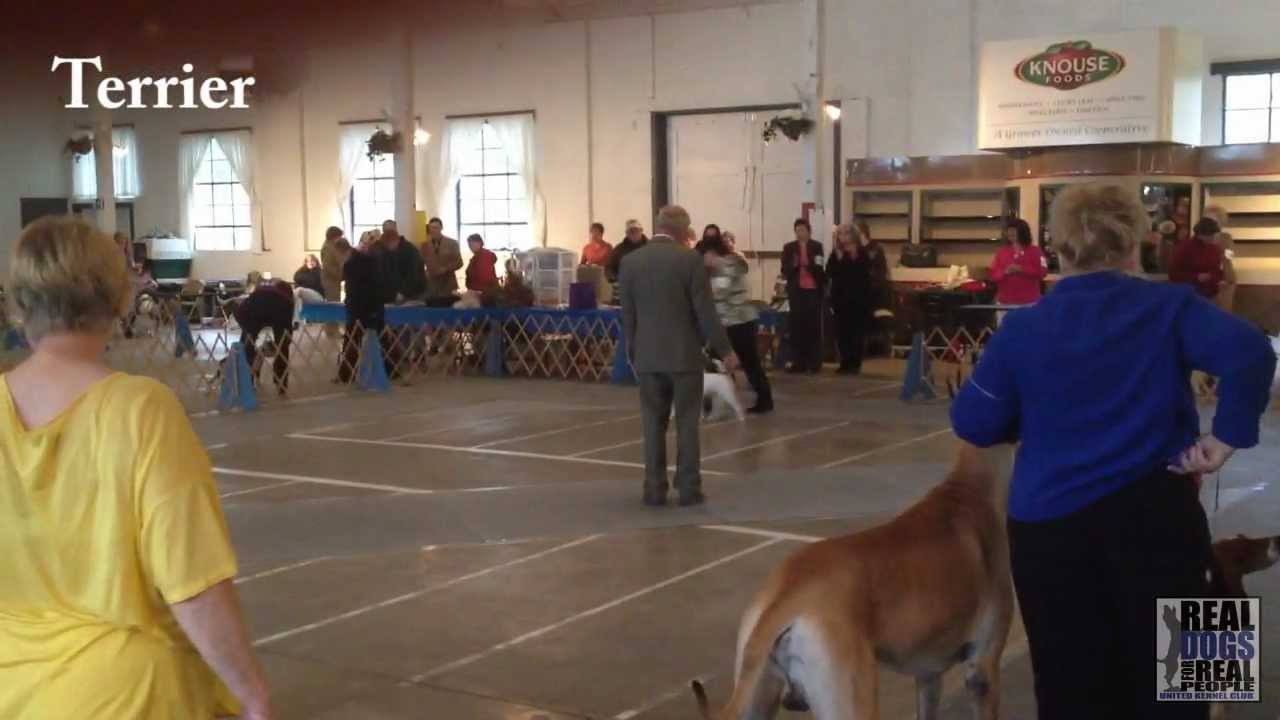 UKC Trained 'N' Talented Dog Conformation Show with Catahoula and More ...