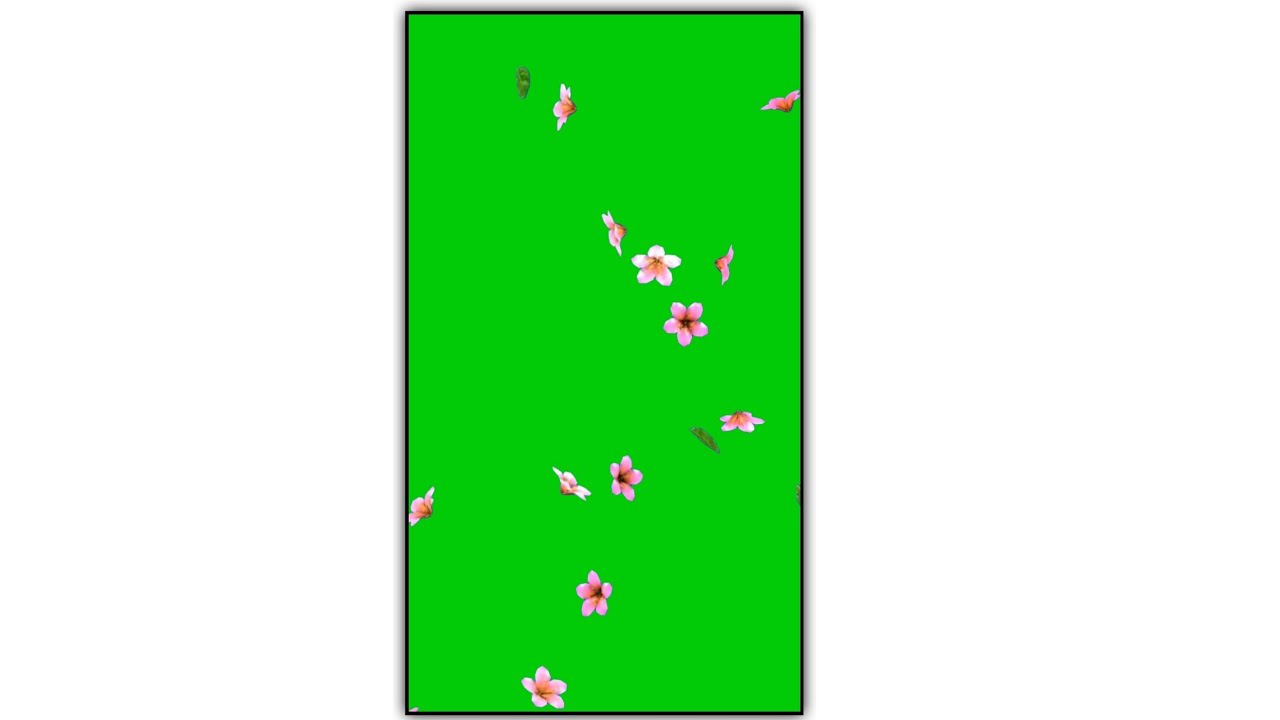 green screen flowers falling background video editing in green screen ...