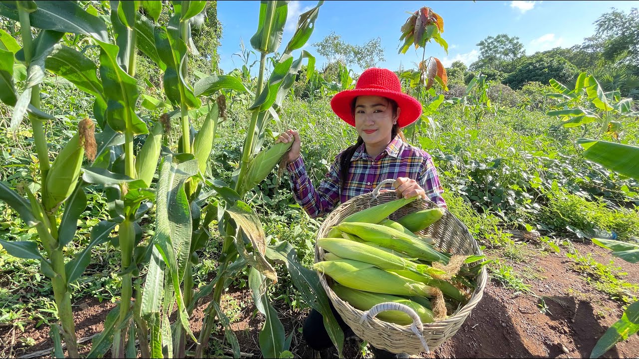 Pick corn for my recipes / Simple and easy corns recipes / Cooking with ...