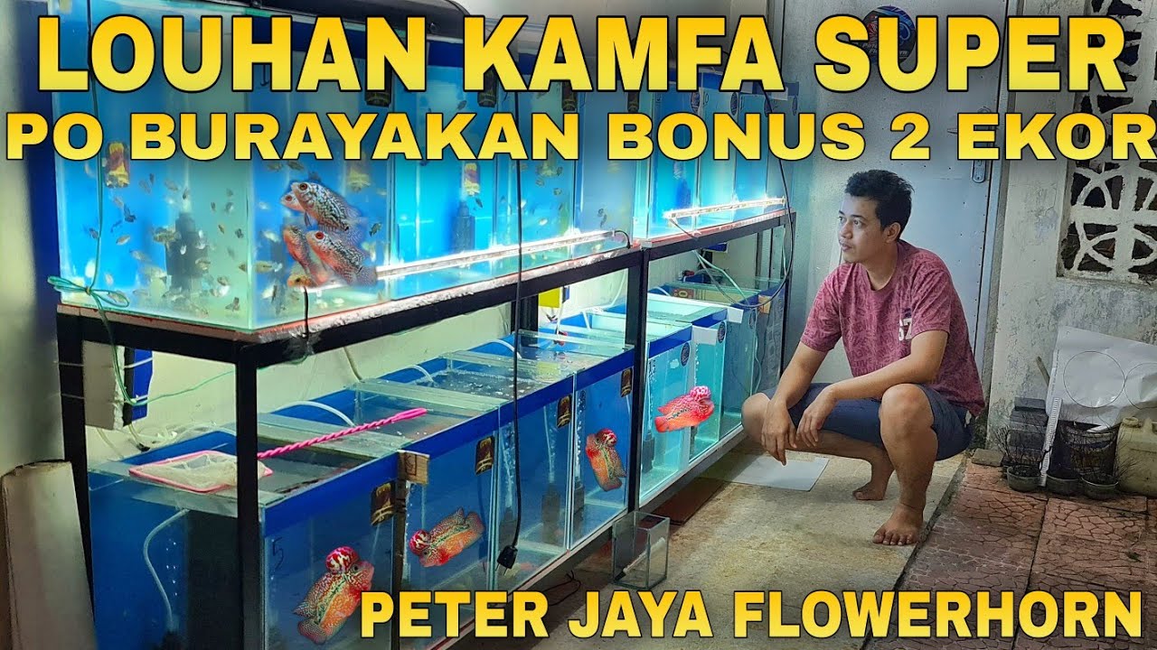 Review Harga Burayak Ikan Louhan Kamfa Import Thailand Termurah Di Farm