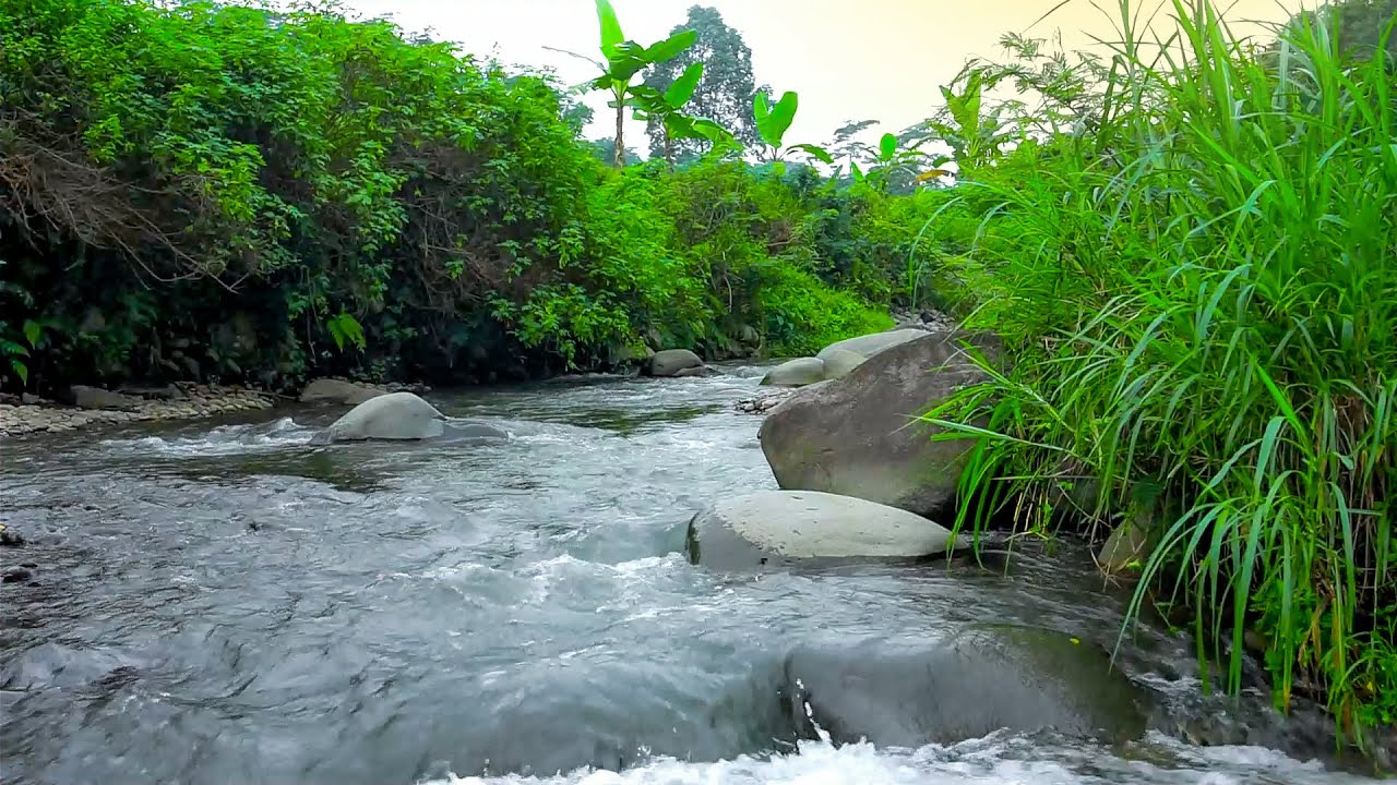 Forest Atmosphere and Bird Singing in the Nature, Relieve Stess and ...