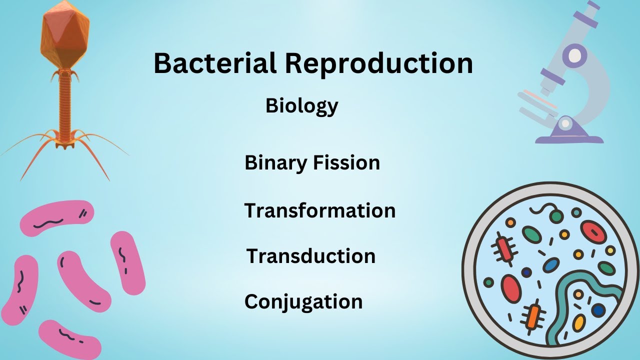 Bacterial Reproduction | Transformation | Transduction | Conjugation ...