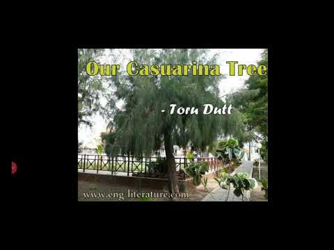CLASS 12/ POEM 2/ OUR CASUARINA TREE PART IV - YouTube