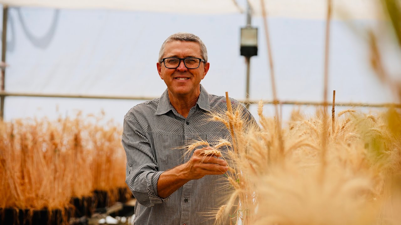 Long coleoptile wheat: Nationwide trial explores 'game changing' wheat ...