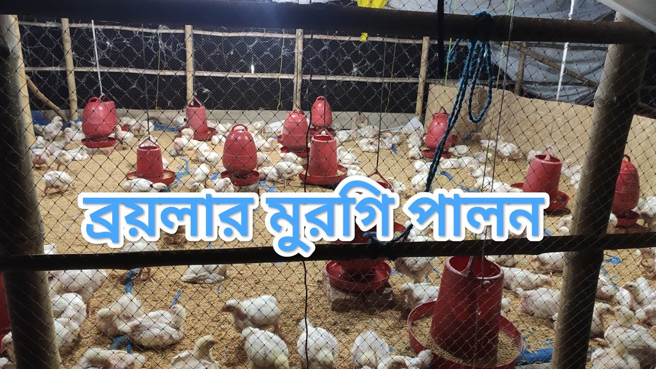 মাচার উপর ব্রয়লার মুরগি পালন ( broiler murgi palon) - YouTube