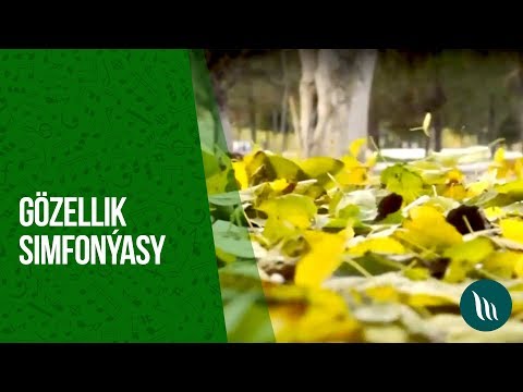 Gözellik Simfoniýasy | 2018