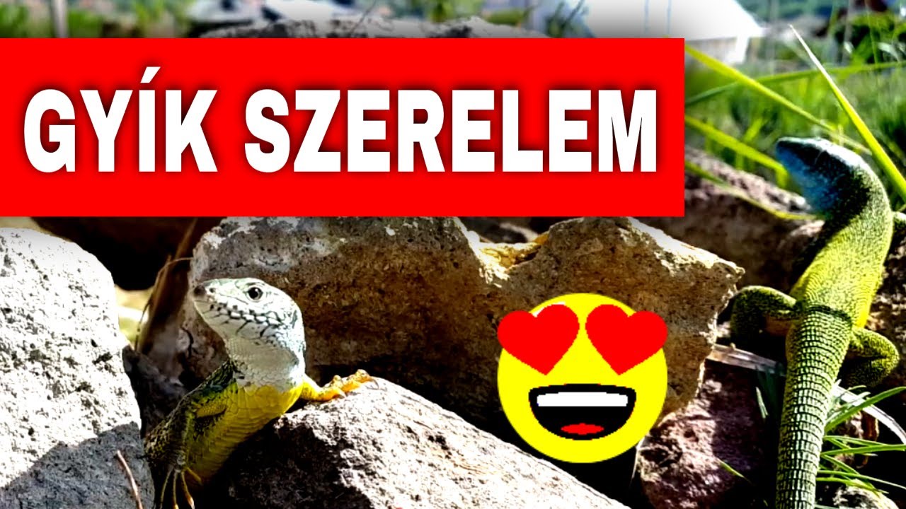 Gyík szerelem - a csábítás | Zöld gyíkok párzása, szaporodása és élete ...