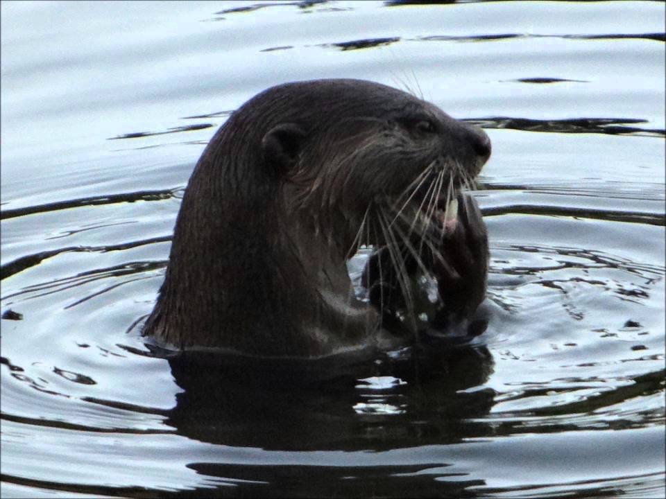 OTTERS Watch @ riverPark Bishan .." The Mysterious Lone OTTER ".. came ...