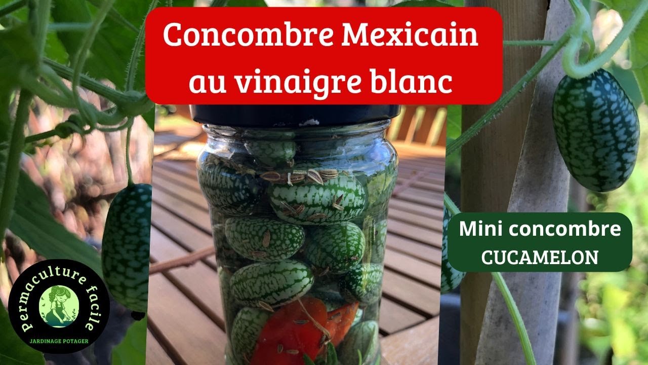 Concombre mexicain pickles au vinaigre blanc.🍀 - YouTube