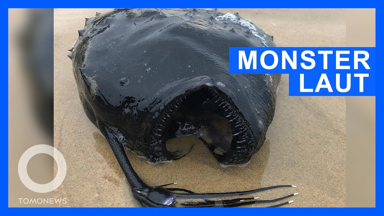 Ikan Monster Laut Dalam Terdampar di Pantai California - TomoNews - YouTube