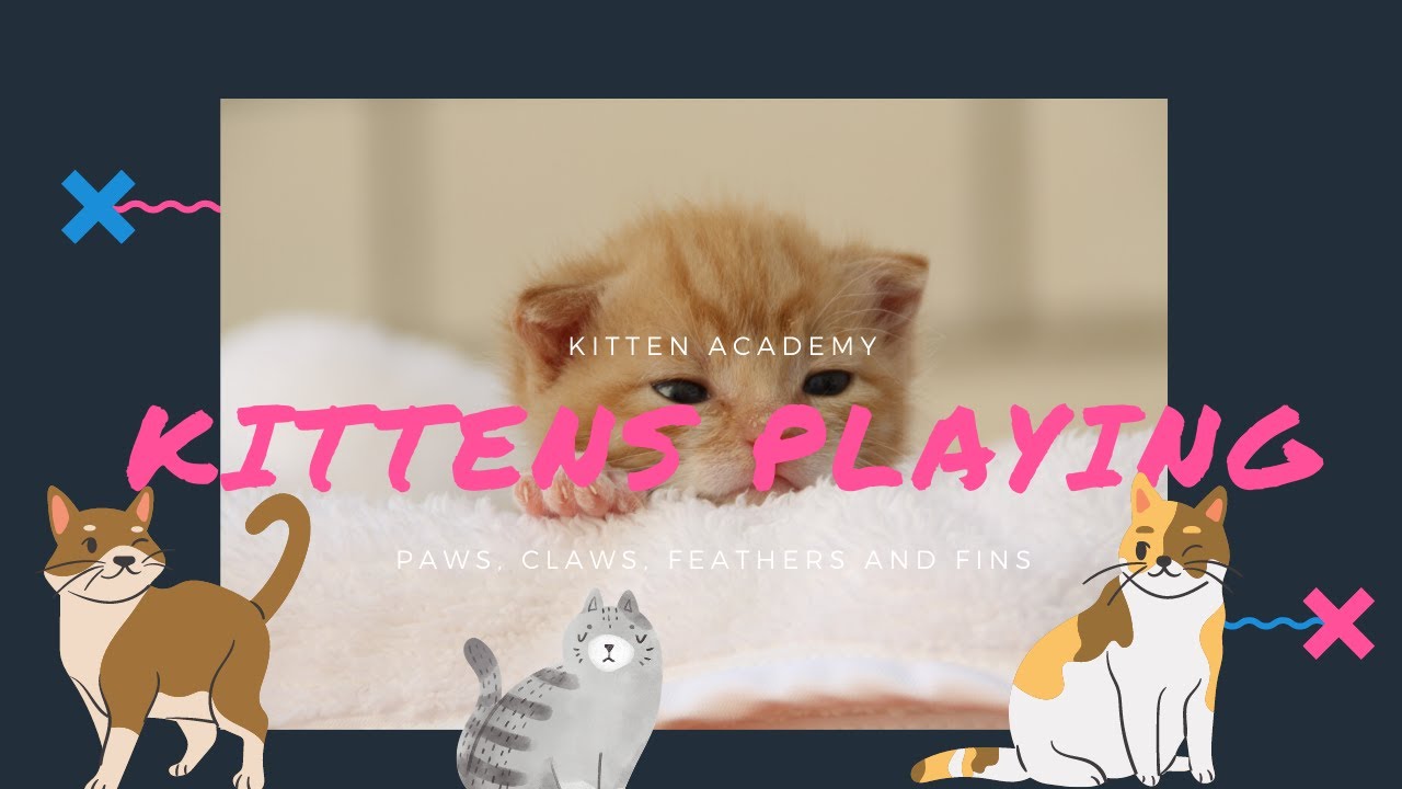 Kitten Academy Live Stream | Kittens Playing🐱🧶 - YouTube