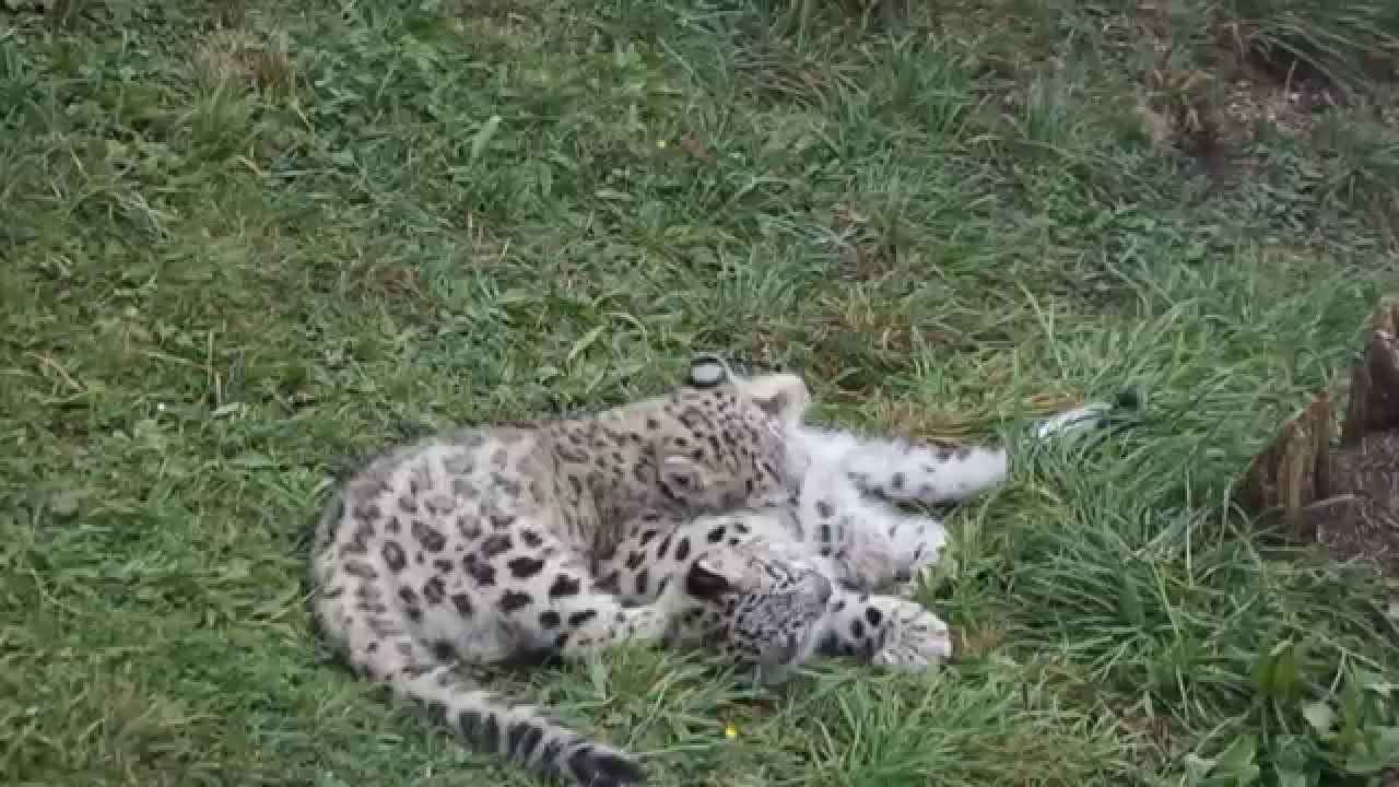 Cute snow leopard cubs playing! Kernhof 22.09.2012 - YouTube