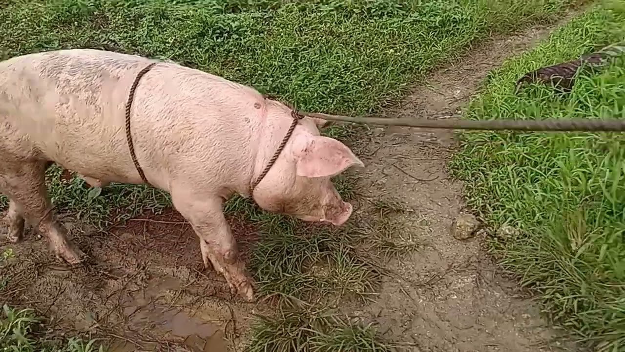 Jerome's costumer for today, upgraded native sow| #boar #bulugan # ...