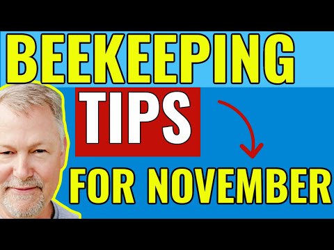 When To Start Feeding Honey Bees In Fall