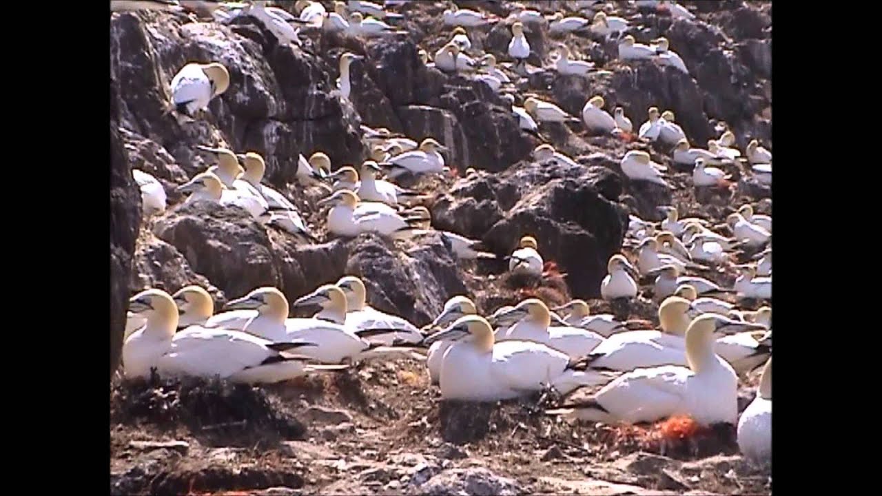 Grassholm Island with RSPB Wardens Greg and Lisa 31.5.14 - YouTube
