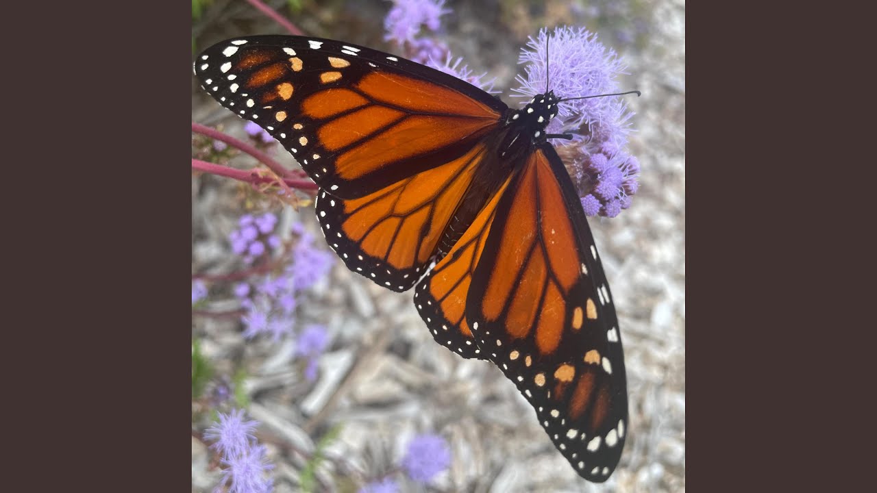 Pretty Pink Death (Remastered) - YouTube