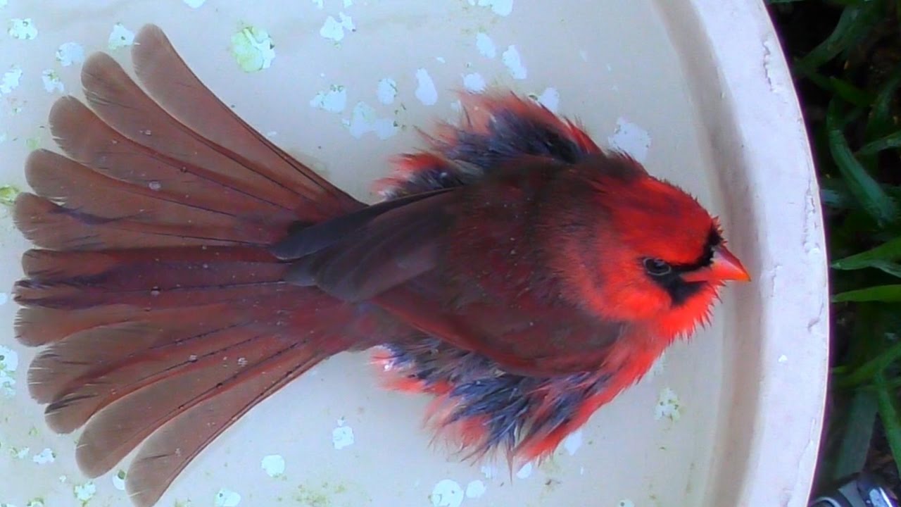 Northern Cardinal Bath Down Under FYV - YouTube