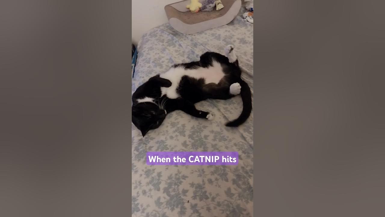 When the CATNIP hits #cutecat #funnycat #catlover #catnip #cat - YouTube