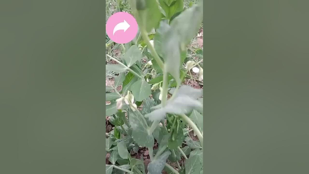 Matar me flower kaise banaye. - YouTube