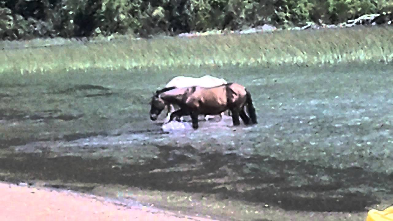 caballos jugando con agua. - YouTube