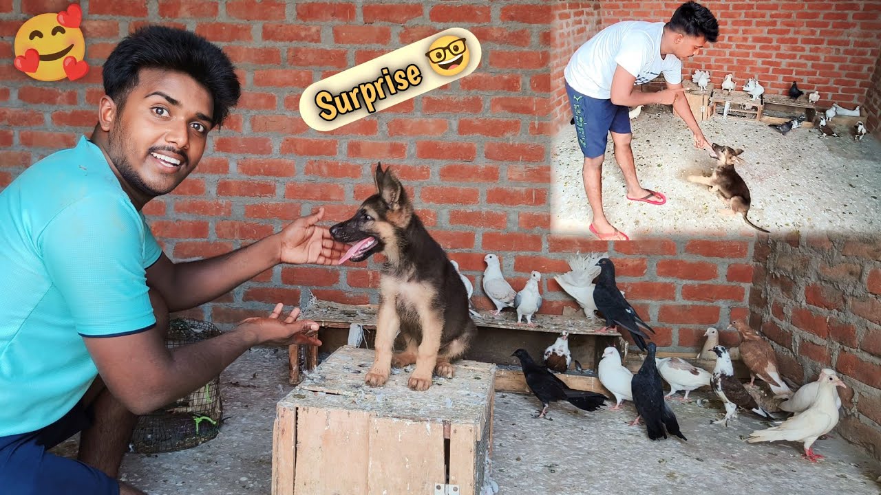 🤓🐕‍🦺 New Dog laye || German shepherd puppy 🤗 ️👍 - YouTube