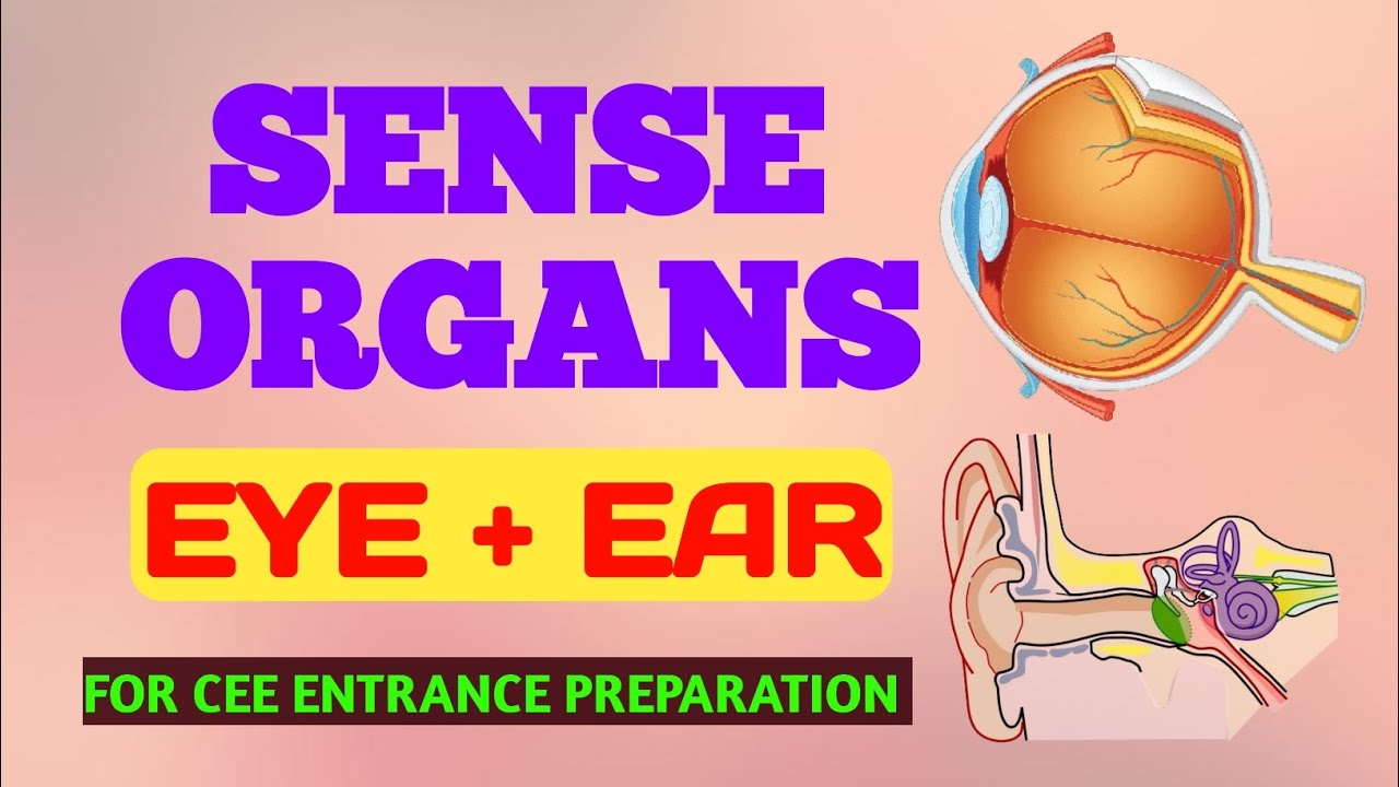 SENSE ORGANS_EYE & EAR CEE - 1 || HUMAN BIOLOGY || #neb #cee #mbbs#neet ...