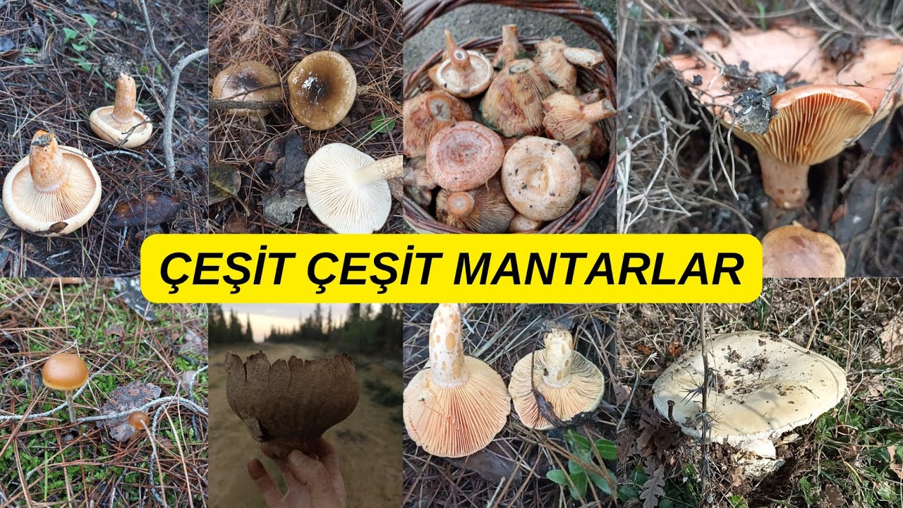 DOĞAL MANTAR ÇEŞİTLERİ, Doğal mantarlar, Mantar isimleri, Kanlıca ...