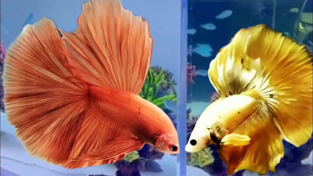 most beautiful betta fish in the world | most exotic fish | best ...