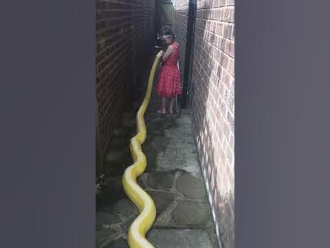 13ft Reticulated Python Periscoping. - YouTube